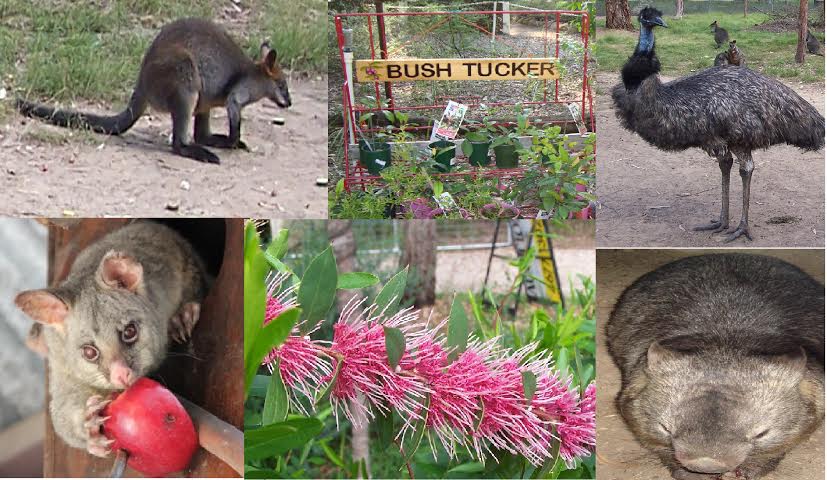 Wirrimbirra Sanctuary (5 Day Weather Forecast For Bargo)