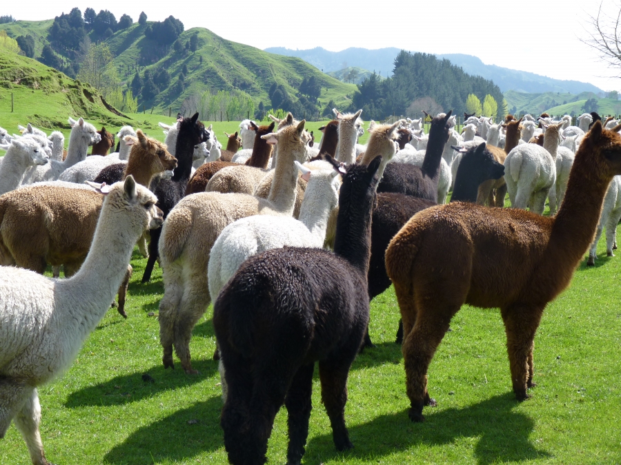 Nevalea Alpacas (5 Day Weather Forecast For Taumarunui)