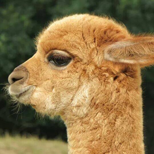 Abbotts View Alpacas (5 Day Weather Forecast For Aston Abbotts)