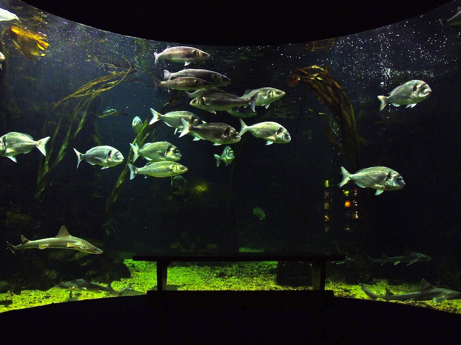 Anglesey Sea Zoo (5 Day Weather Forecast For Brynsiencyn)