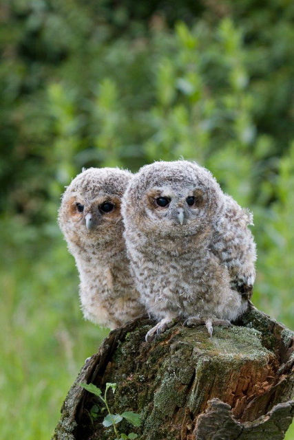 Suffolk Owl Sanctuary (5 Day Weather Forecast For Stowmarket)