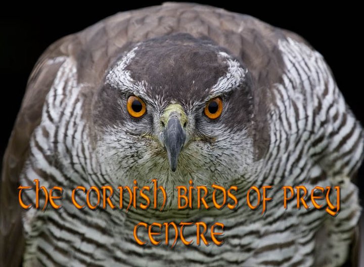 The Cornish birds of prey centre (5 Day Weather Forecast For St Columb )